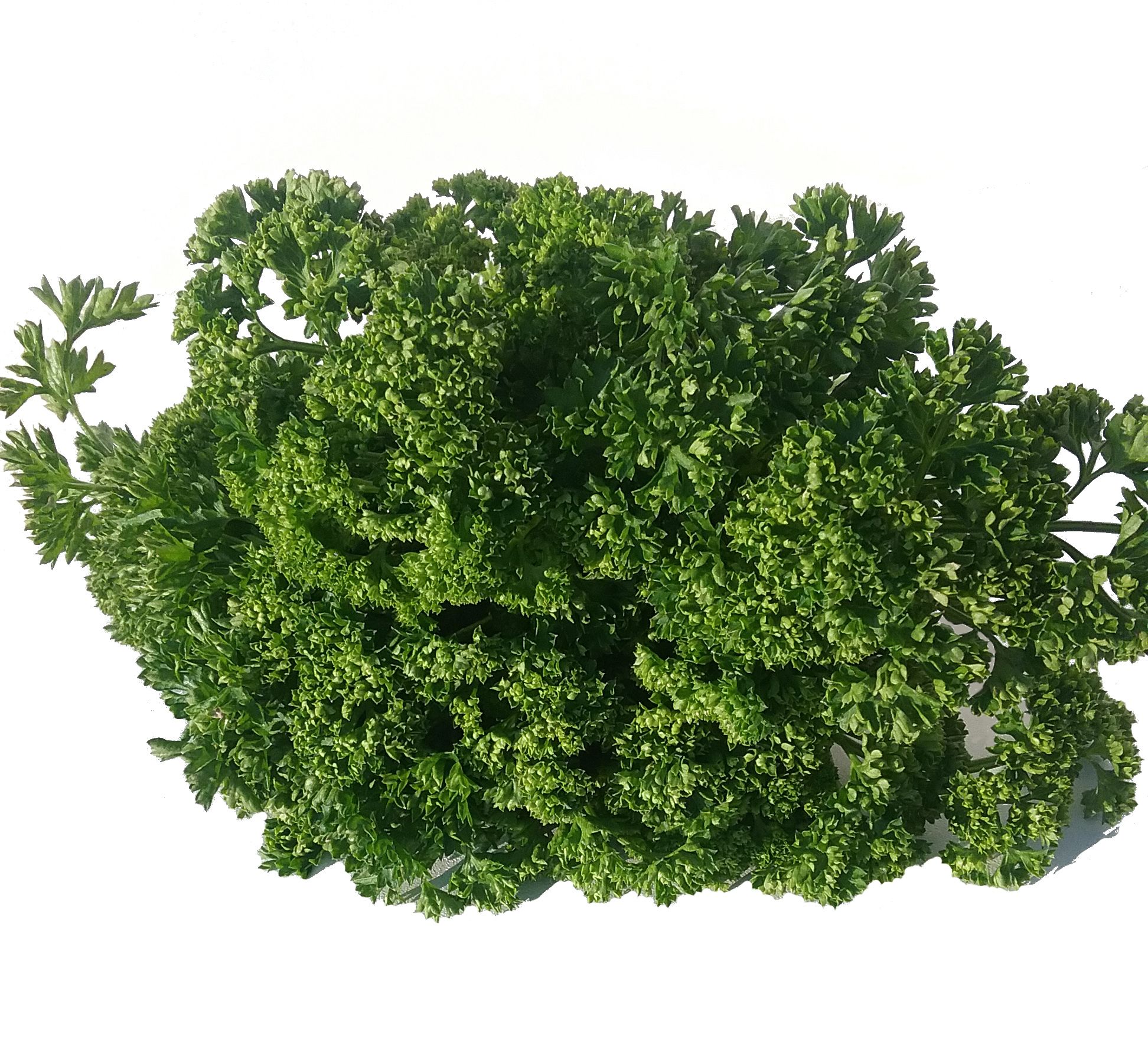 Persil frisé - composez votre panier de fruits et légumes