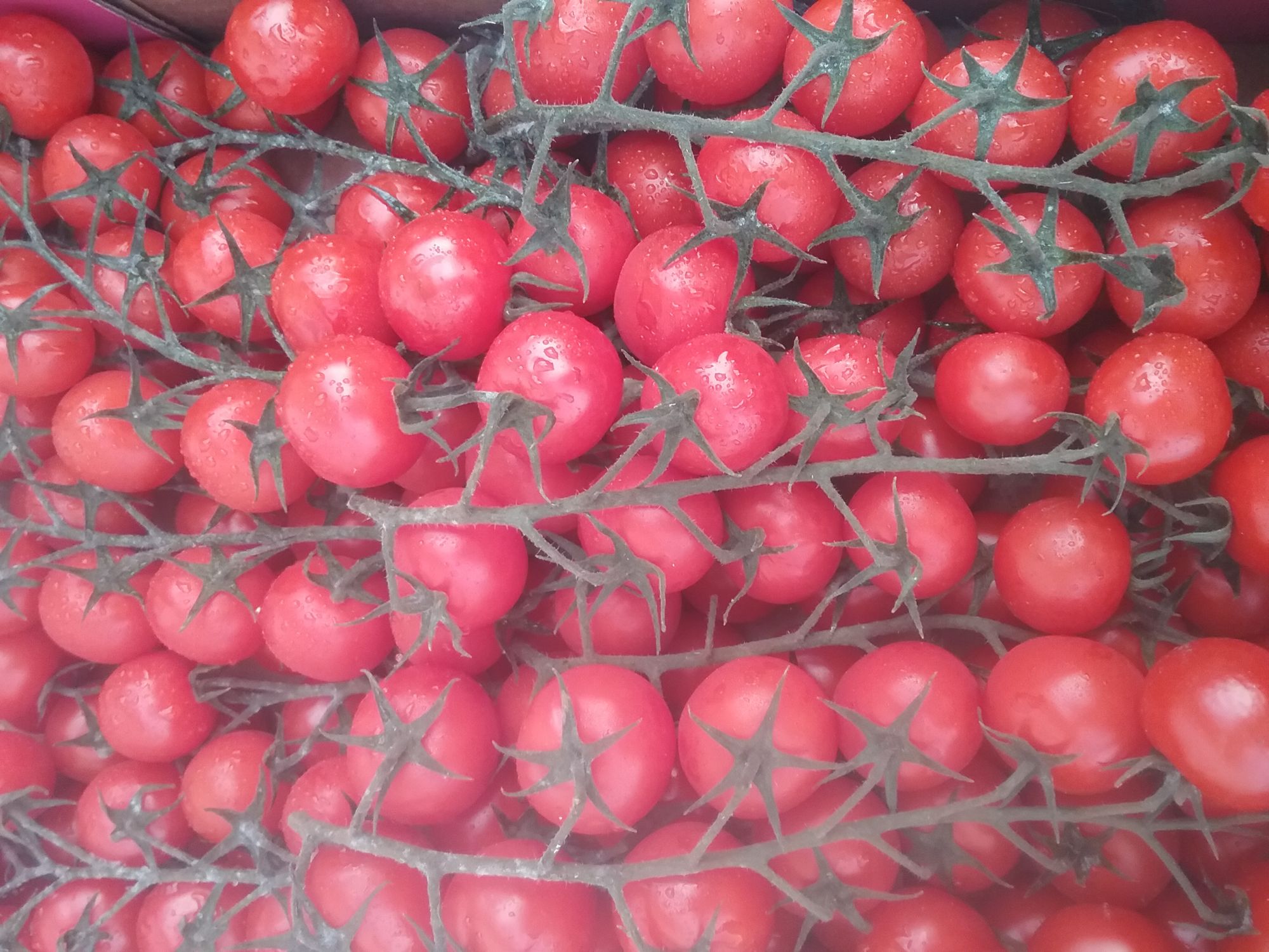 Tomate cerise grappe du Maroc - composez votre panier de fruits et légumes
